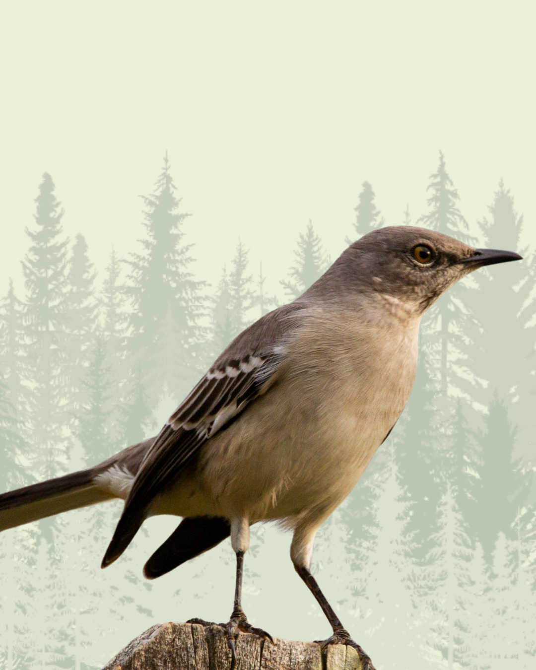 Wild Animals Around Us