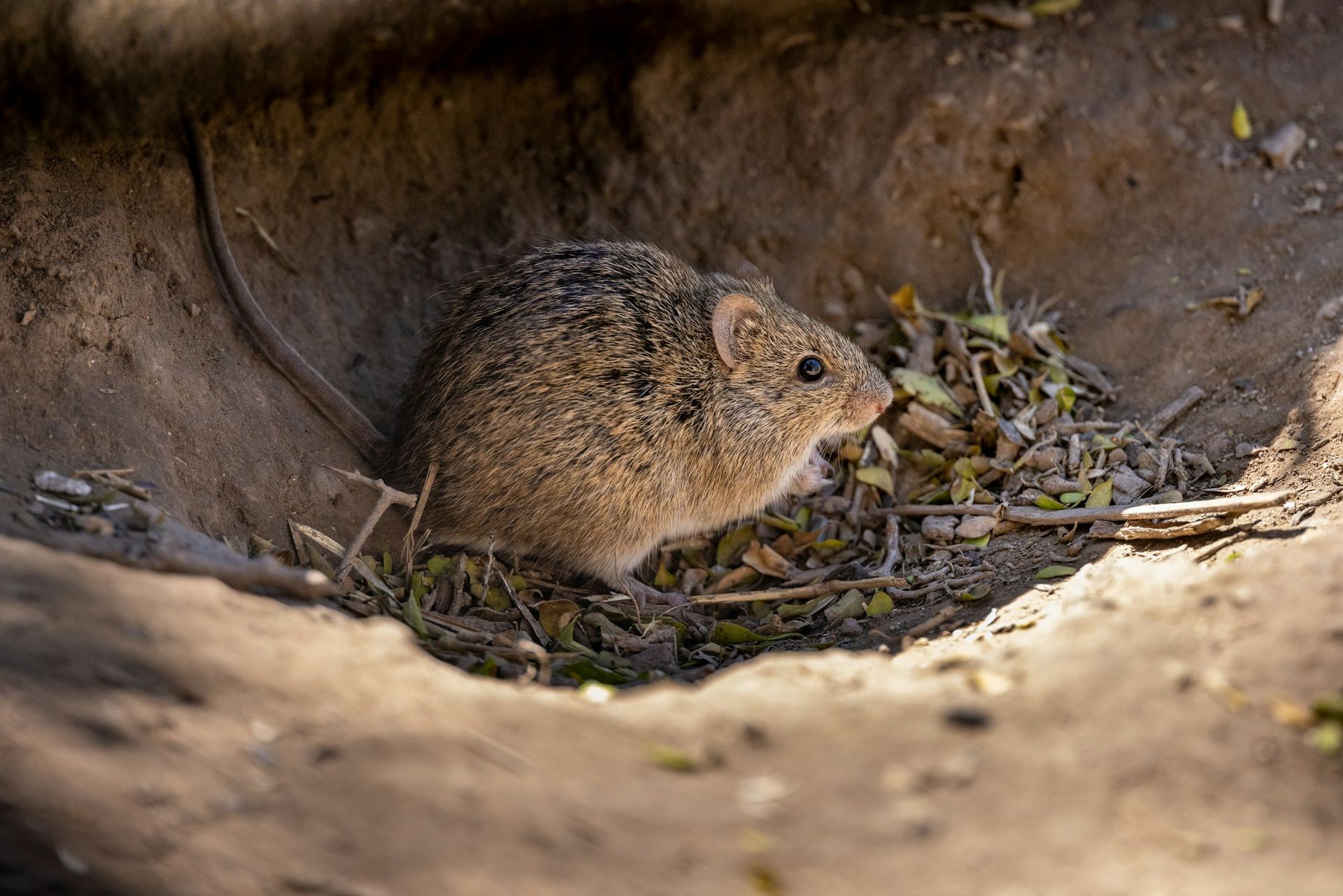 Mouse