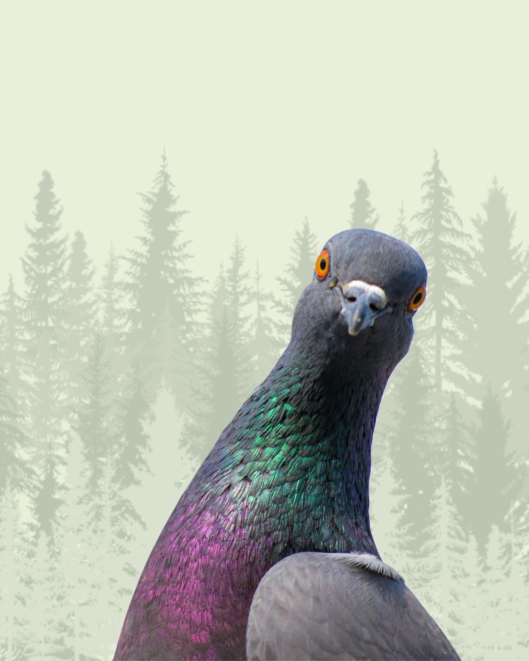 Wild Animals Around Us