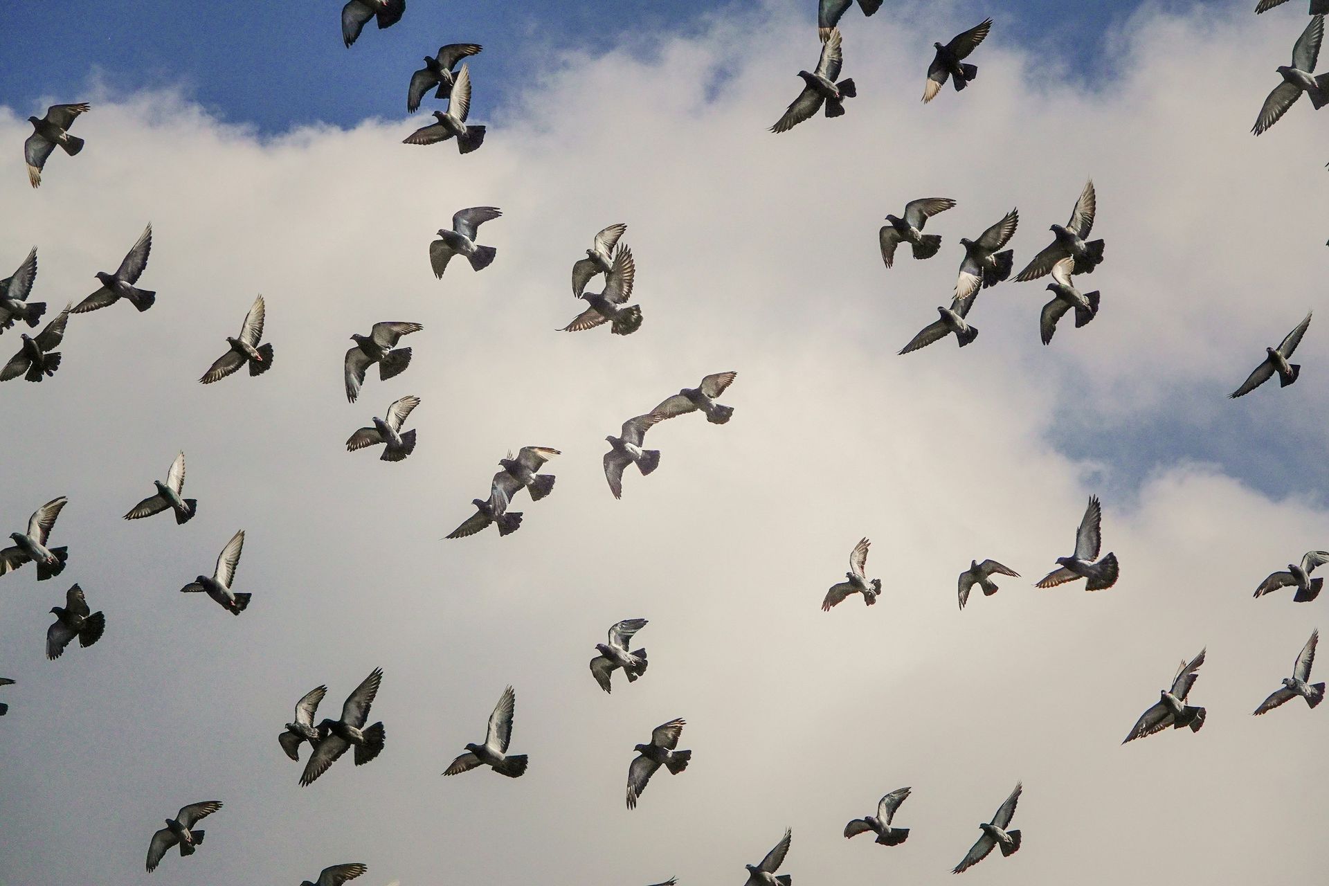 Pigeon