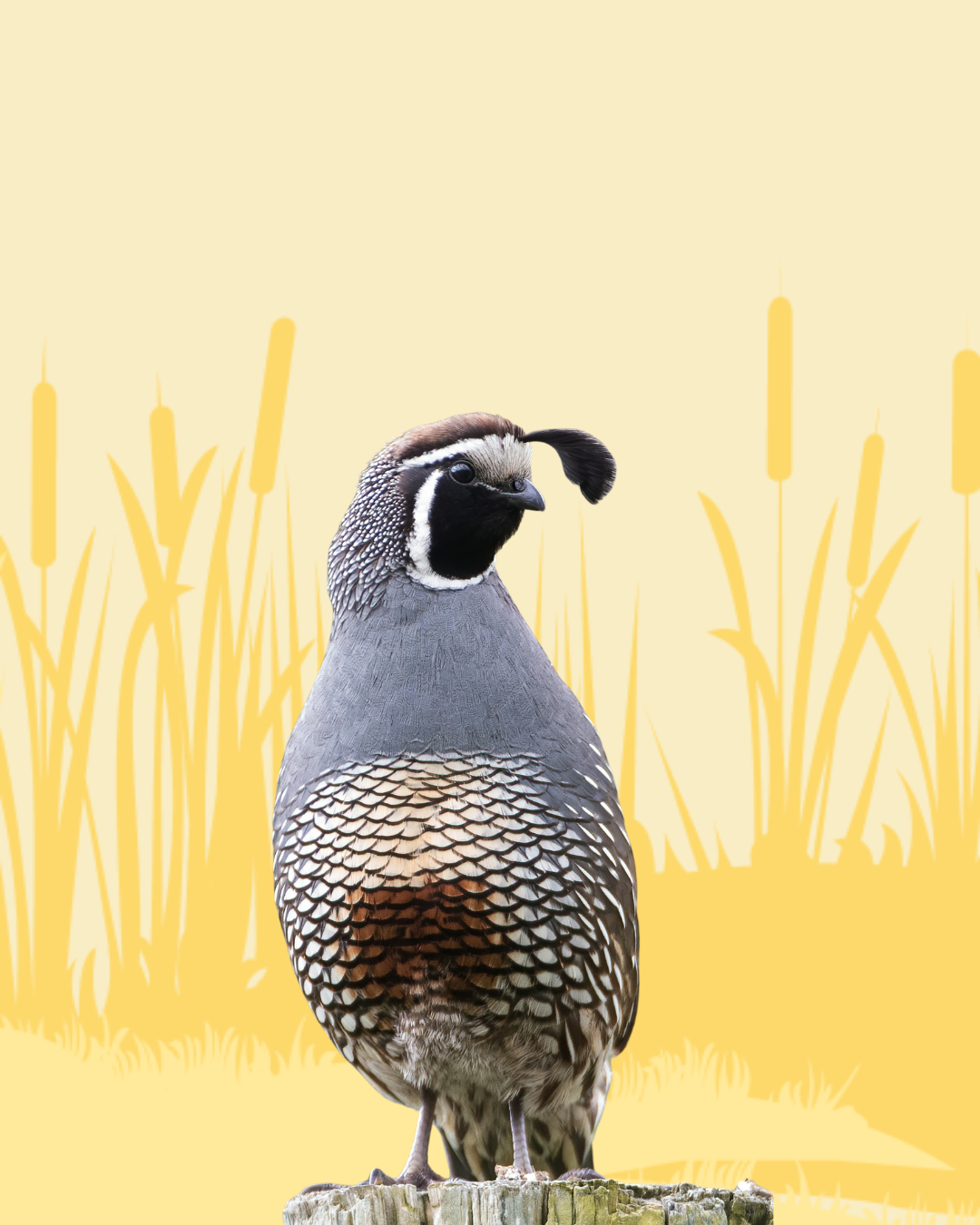 Wild Animals Around Us