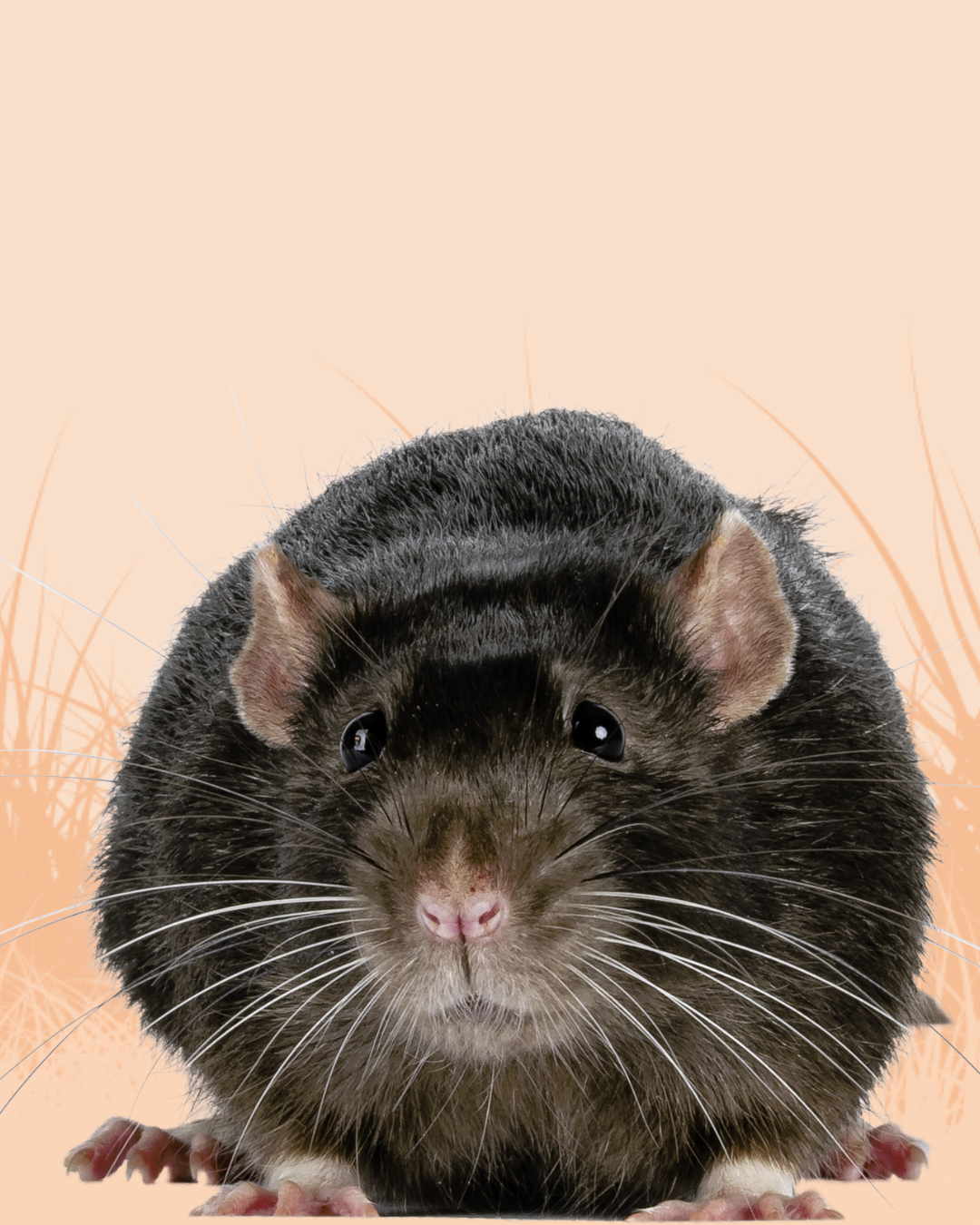 Wild Animals Around Us