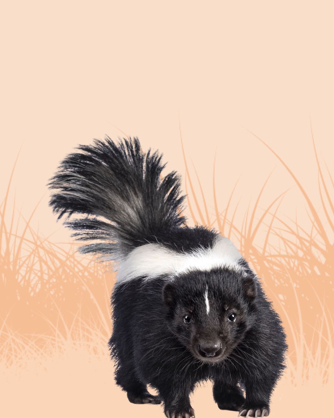 Wild Animals Around Us