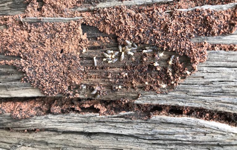 3 Warning Signs You Have Termites Invading Your Garden