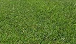 Zoysia Grass | Brokers Grass Houston