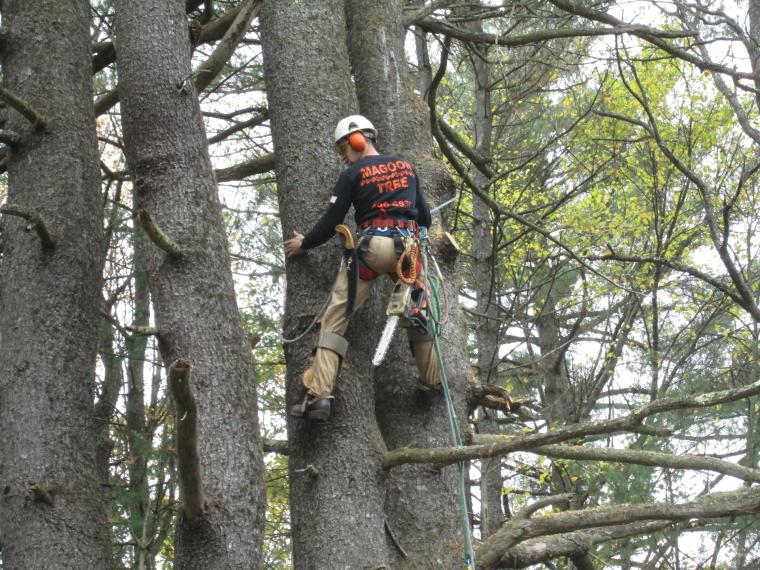 Magoon Tree Service - Canterbury, NH - Services