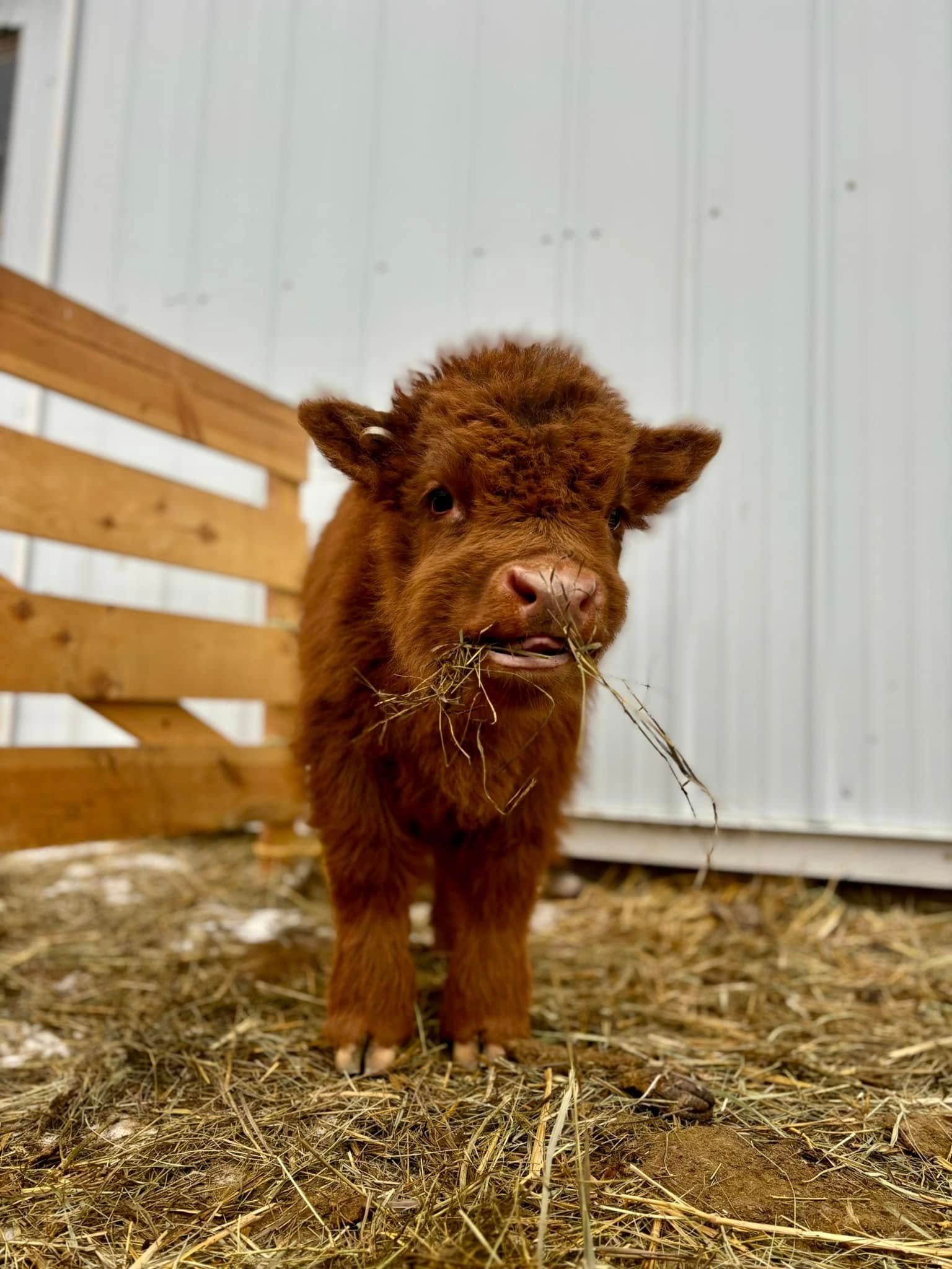 Fluffy, Friendly Mini Highland Cows for Sale - Mini Moo Crew