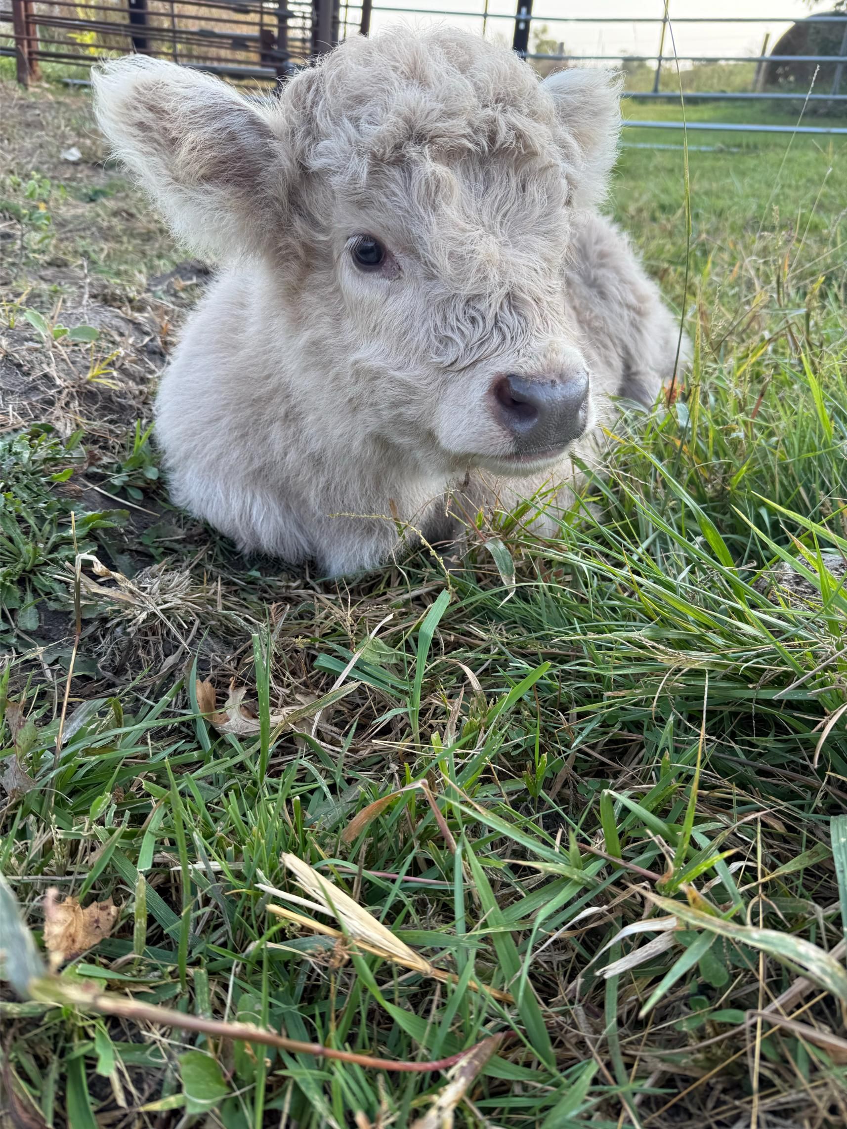Fluffy, Friendly Mini Highland Cows for Sale - Mini Moo Crew