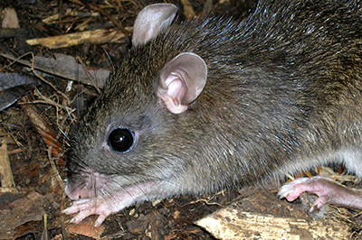 Seashore Pest Control, Huntington Beach, serving Southern California