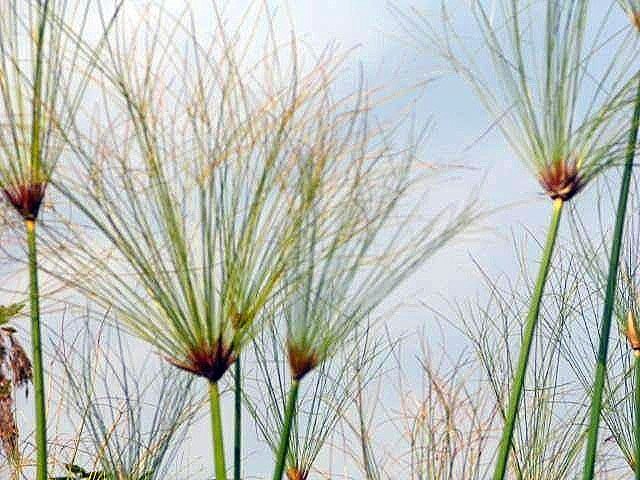 40 Most Important Ancient Egyptian Symbols