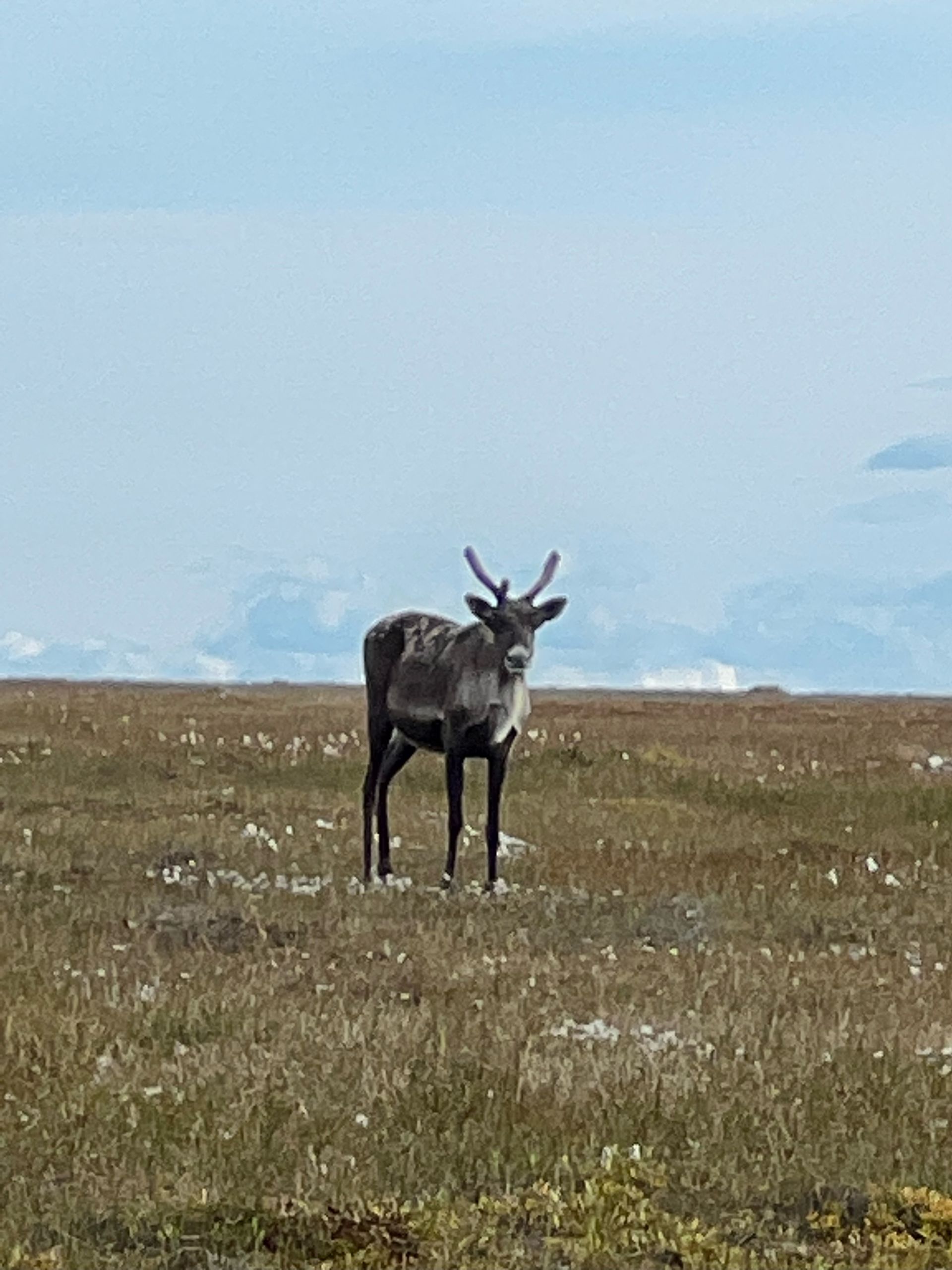 Kaktovik Visitor's Guide | Plan Your Arctic Adventure in the Arctic