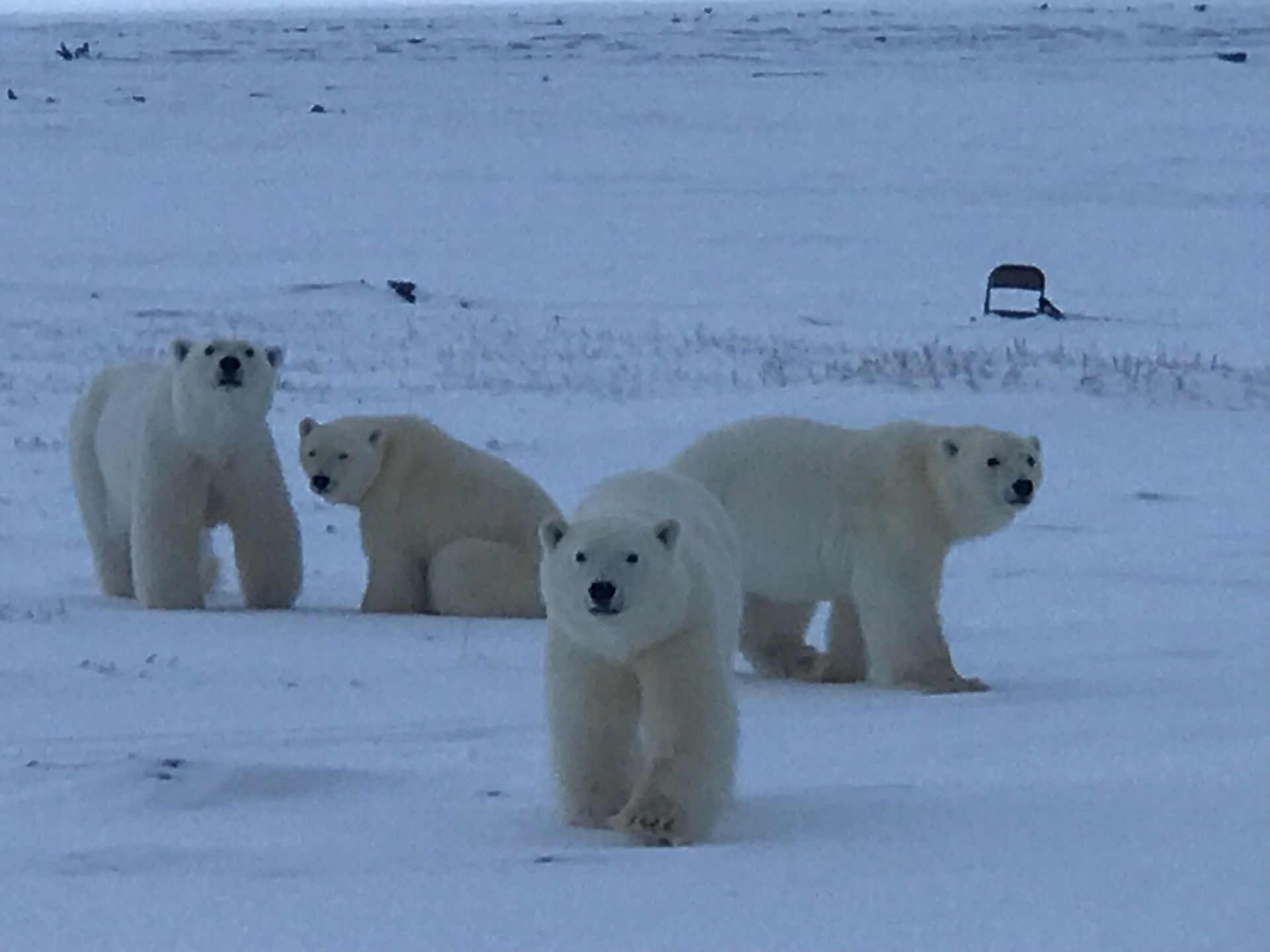 Kaktovik Inn in Arctic Alaska | Your Arctic Oasis