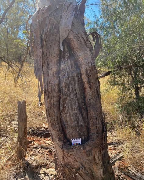 Did you know? Blaze Trees: Silent Markers of the Past