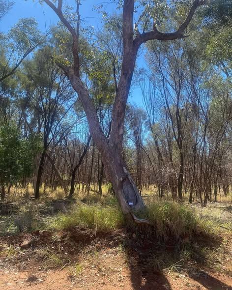 Did you know? Blaze Trees: Silent Markers of the Past