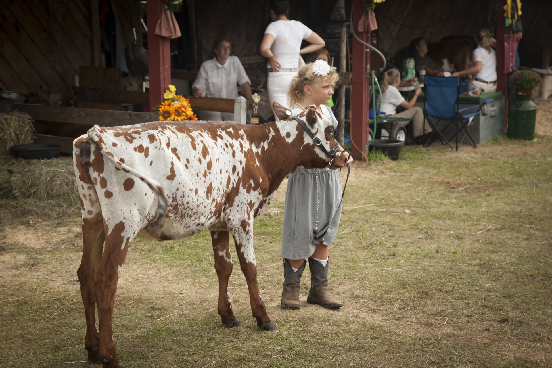 The Cornish Fair – A Family-Friendly, Country, Agricultural Fair