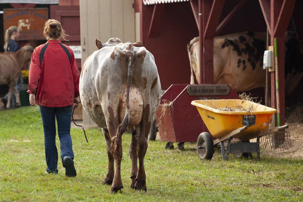 Photo Gallery of the Cornish Fair