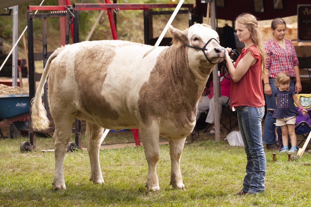 Photo Gallery of the Cornish Fair