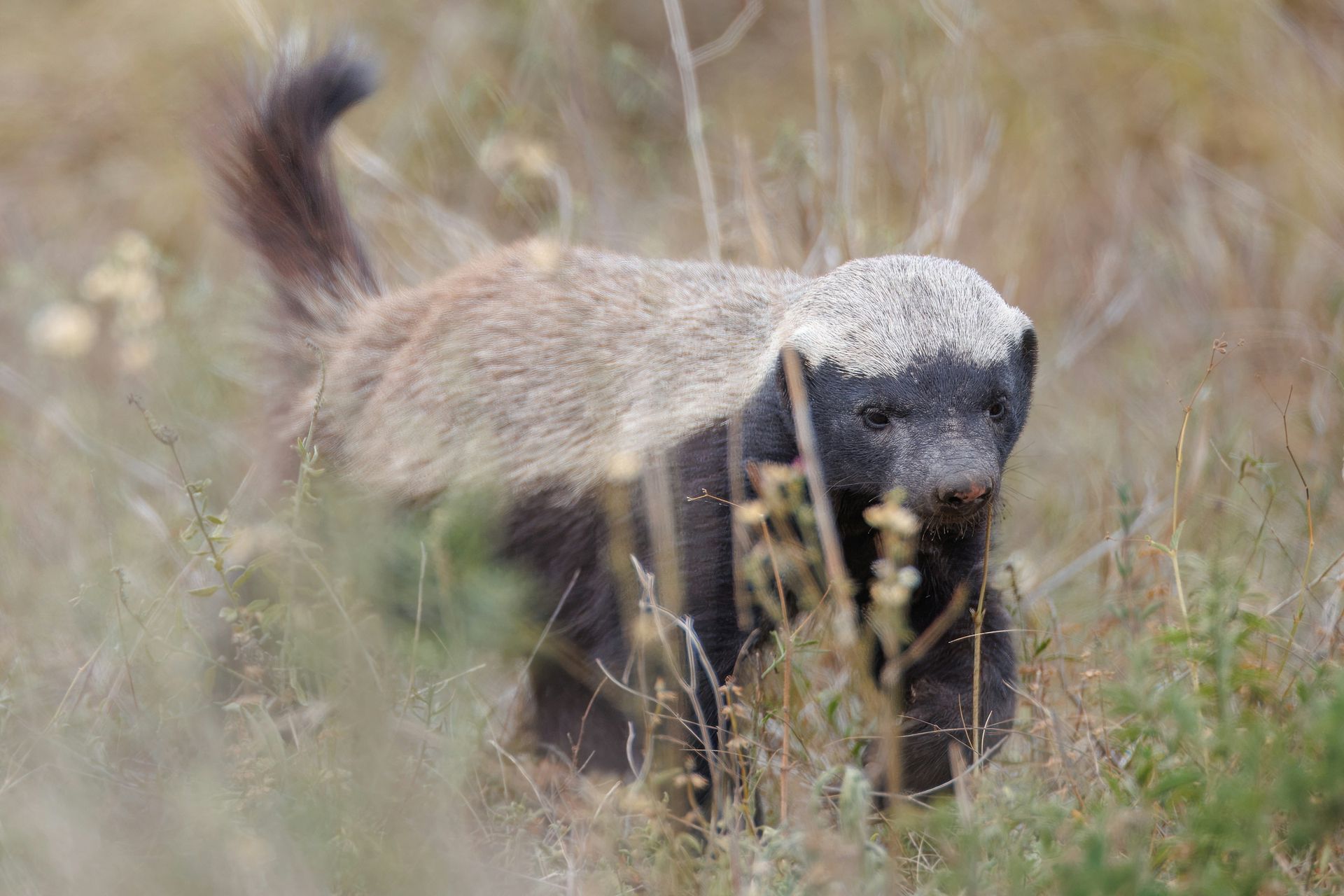 Caught on camera - the secret wildlife of the Kalahari