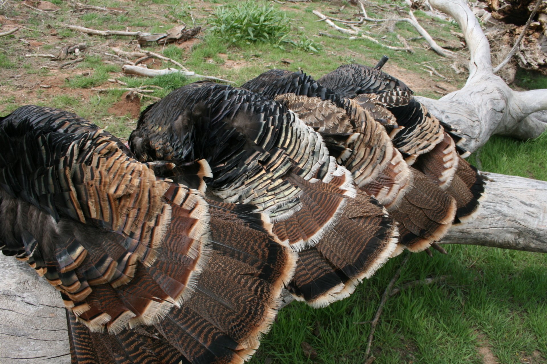 Oklahoma Turkey Hunting guide, Oklahoma Turkey Hunting Outfitter