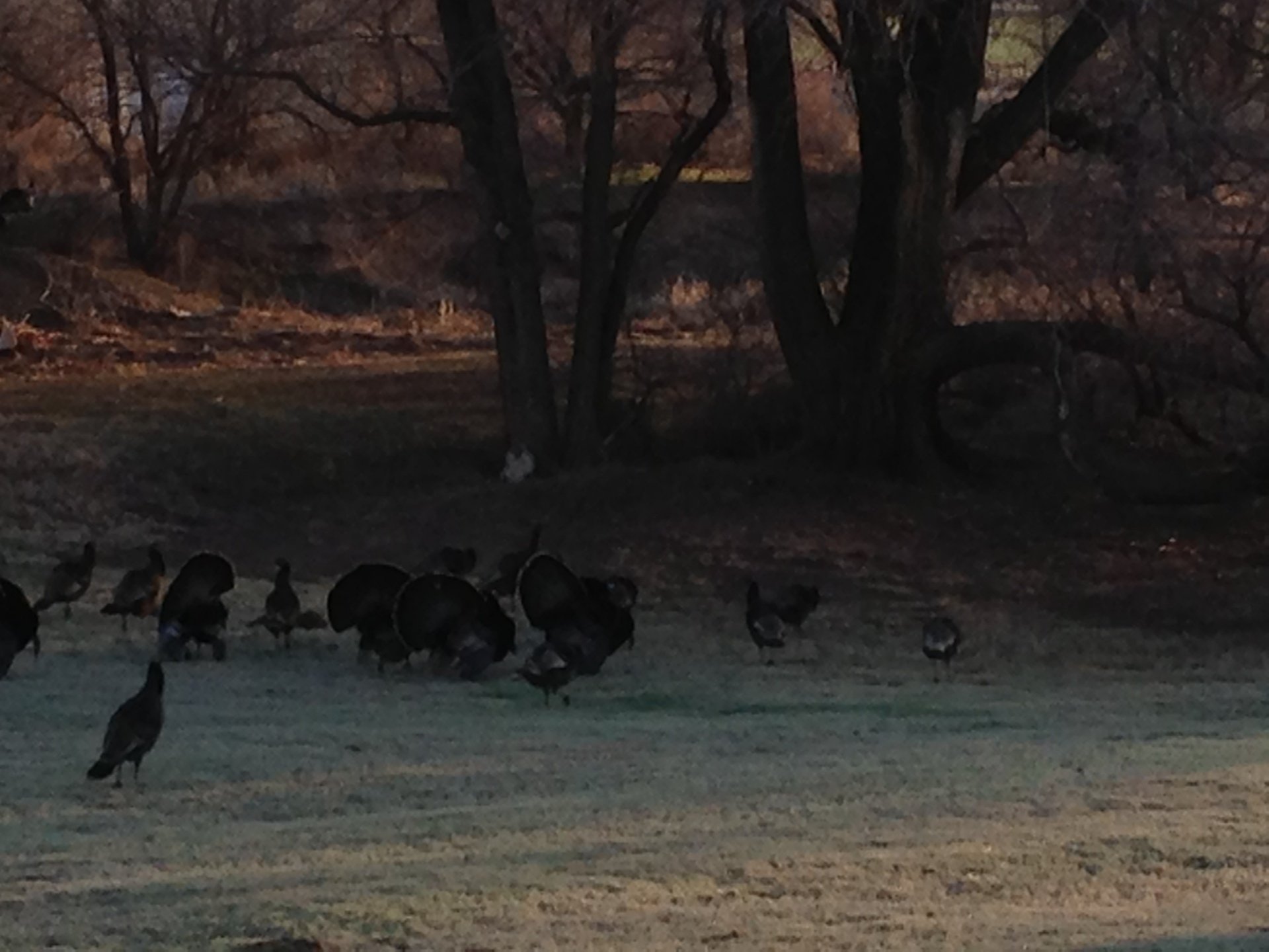 Oklahoma Turkey Hunting guide, Oklahoma Turkey Hunting Outfitter