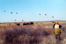 Oklahoma Quail Hunting,Guided Quail Hunt, Kansas Quail Hunting