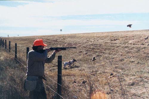Oklahoma Quail Hunting,Guided Quail Hunt, Kansas Quail Hunting