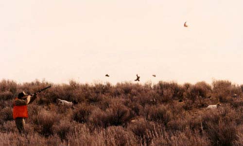 Oklahoma Quail Hunting,Guided Quail Hunt, Kansas Quail Hunting