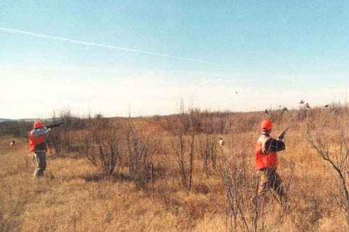Oklahoma Quail Hunting,Guided Quail Hunt, Kansas Quail Hunting