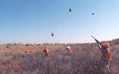 Oklahoma Quail Hunting,Guided Quail Hunt, Kansas Quail Hunting