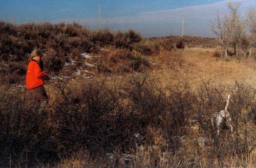 Oklahoma Quail Hunting,Guided Quail Hunt, Kansas Quail Hunting