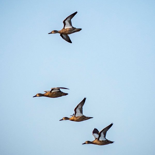Texas Duck Hunting At Its Finest | Red Bluff Prairie Hunting Club