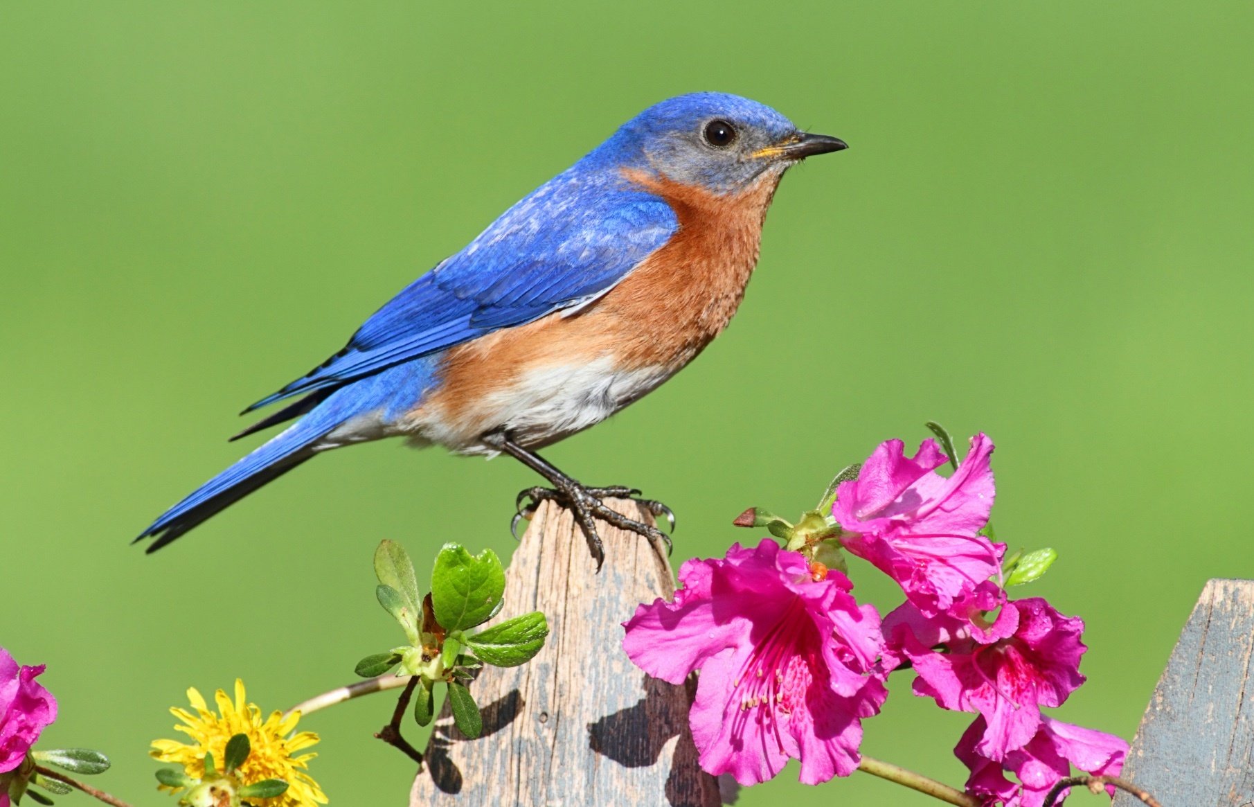 Bluebird Home – Clear the clutter. Neaten the nest.