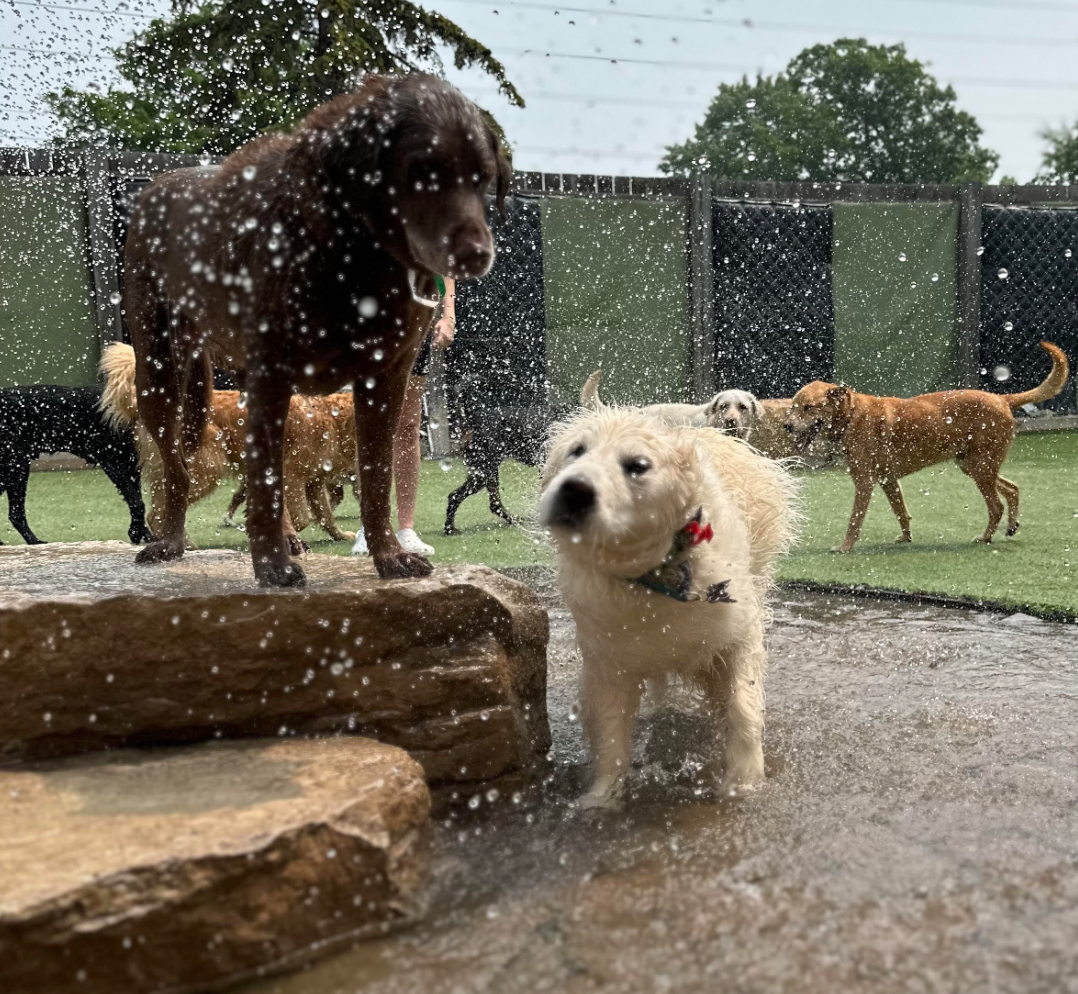 Dog Boarding & Daycare | Adogo Pet Hotel | Richfield, MN