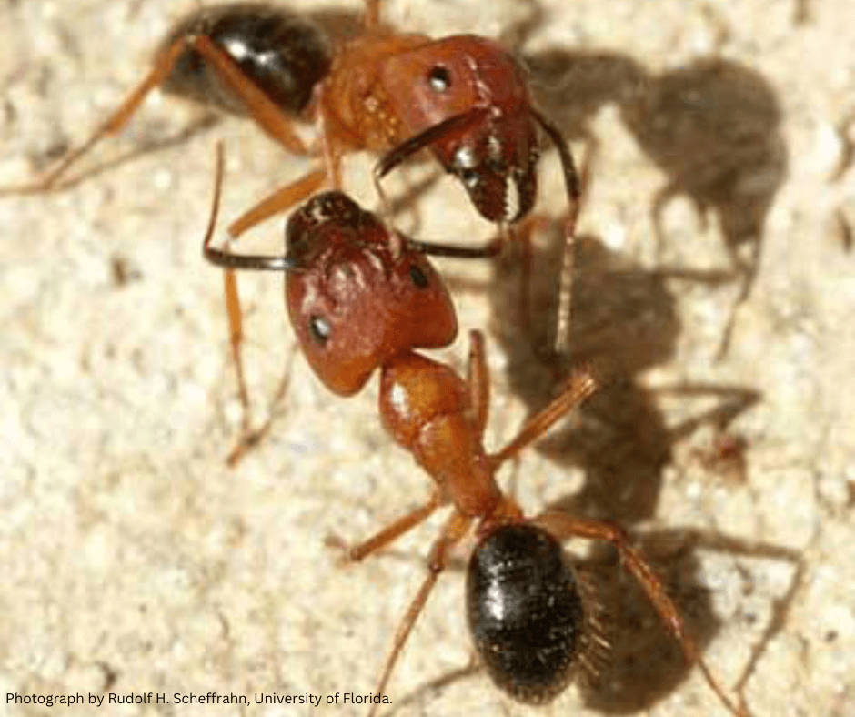 Pest Library | Carpenter Ant