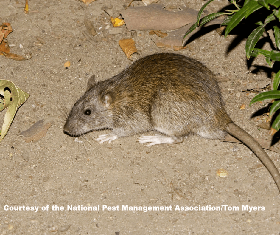 Pest Library | Norway Rat
