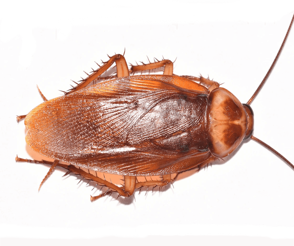 Pest Library | American Cockroach
