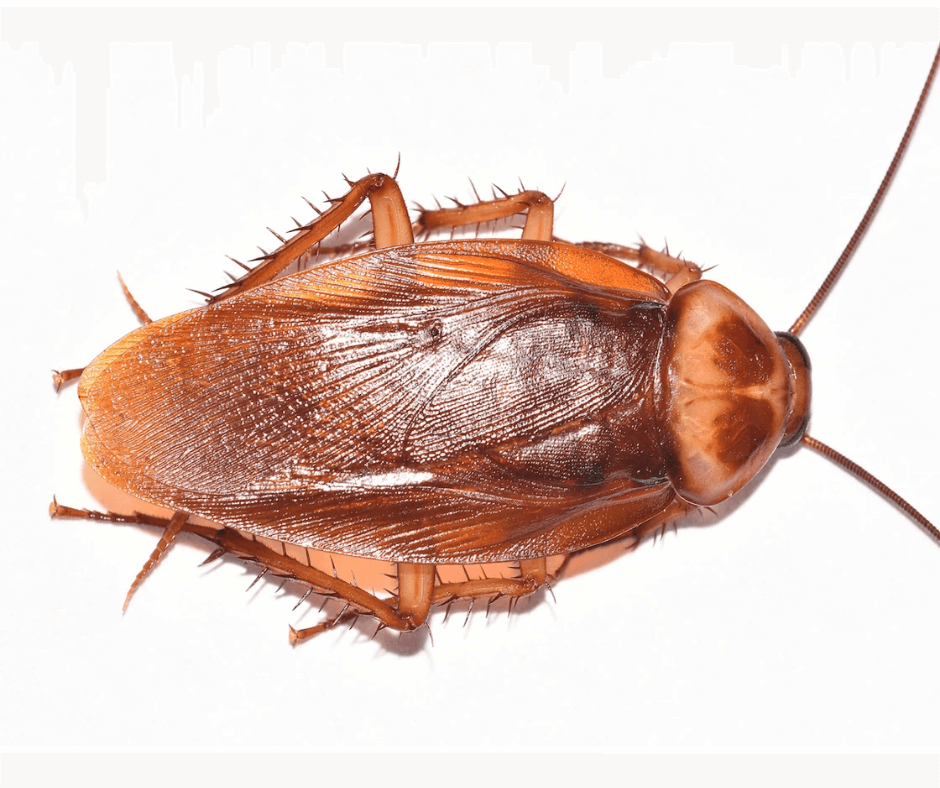 Cockroaches | Southern Pride Pest Solutions