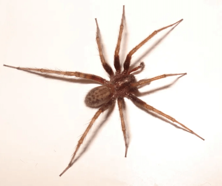 American House Spider