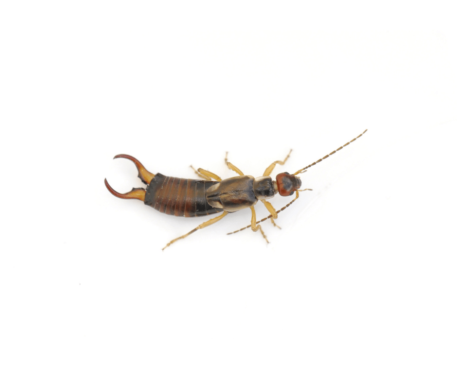 Pest Library | Earwigs