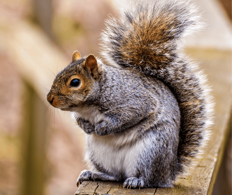 Pest Library | Eastern Gray Squirrel