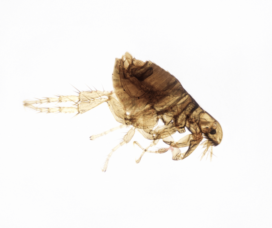 Pest Library | Fleas