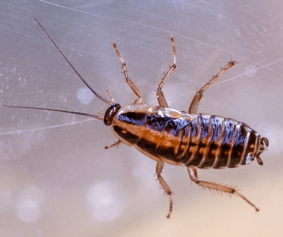German Roach | Southern Pride Pest Solutions