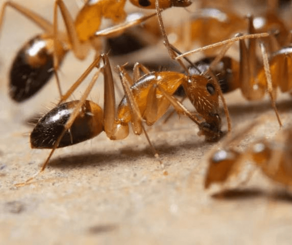 Ghost Ant | Southern Pride Pest Solutions