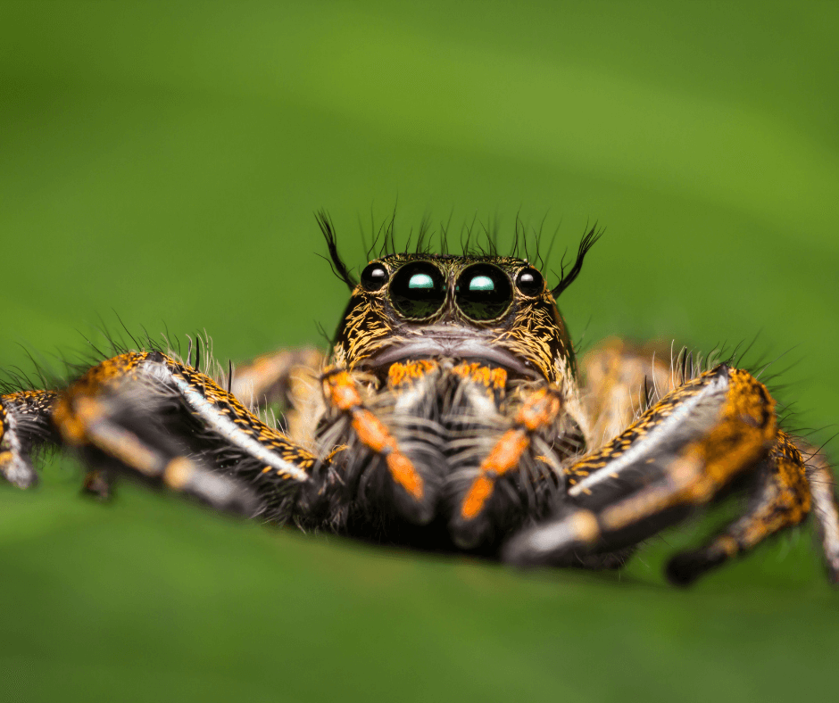 Jumping Spider
