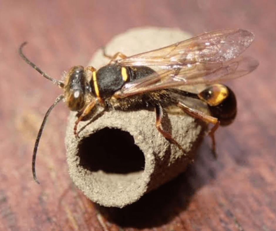 Pest Library | Mud Daubers