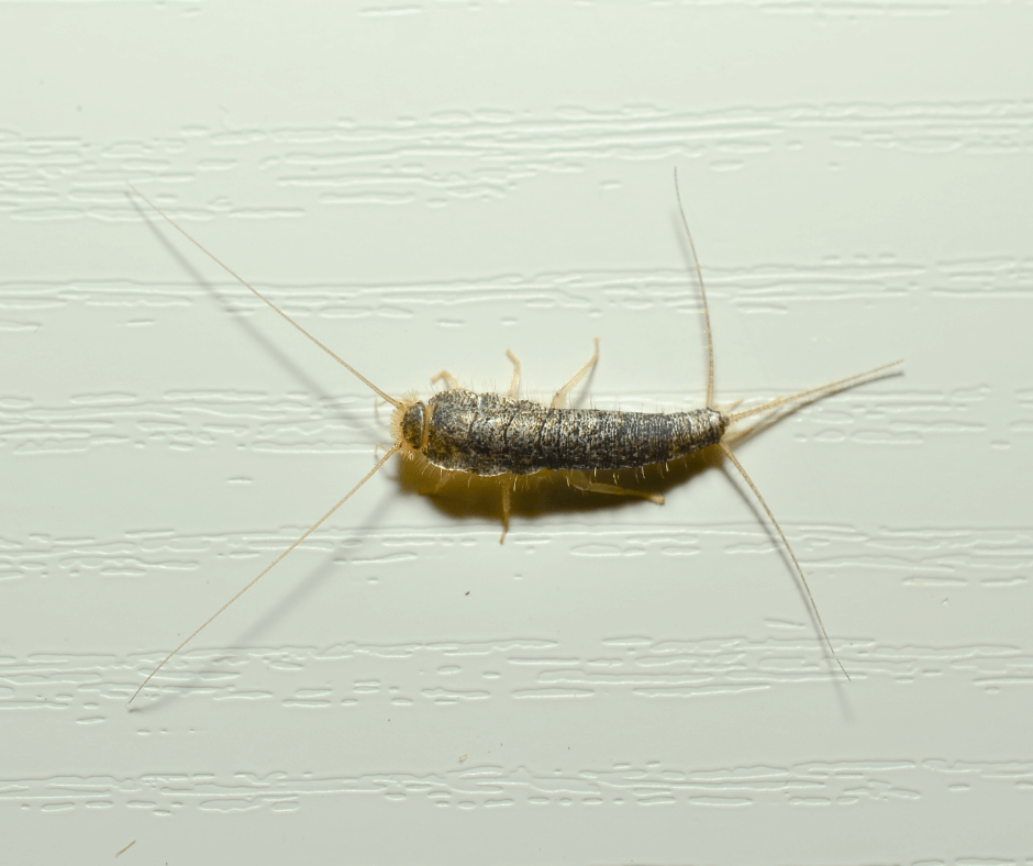 Pest Library | Silverfish
