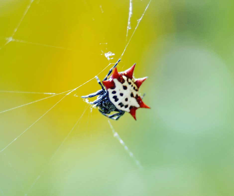 Pest Library | Spiny Orb Weaver