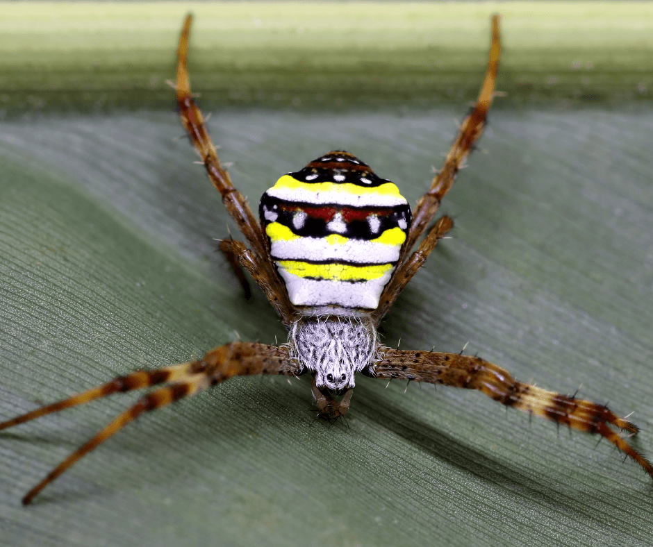 Yellow Garden Spider | Southern Pride Pest Solutions