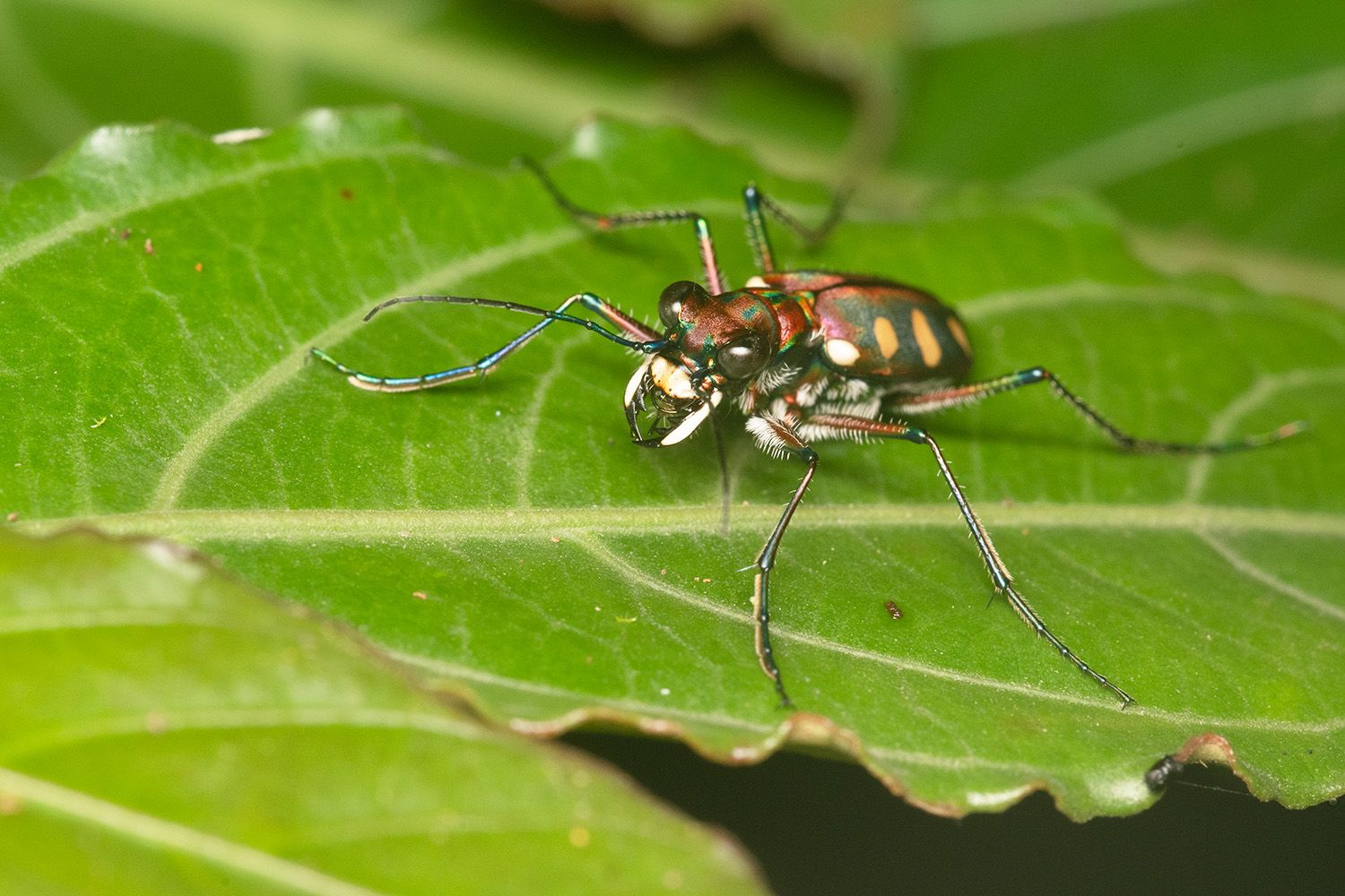 Our Bristol Pest Controller Simon Discovers New Species In Brunei