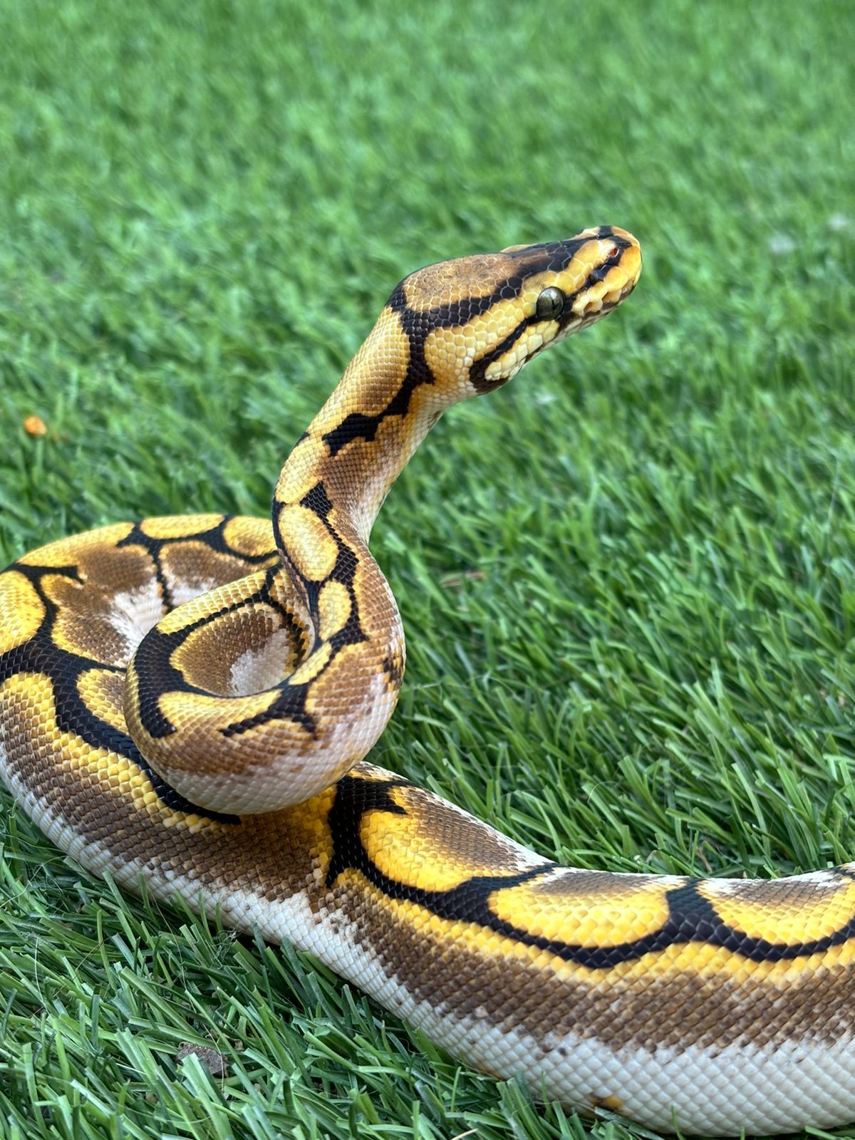 Reptiles en Venta | Tienda de Reptiles